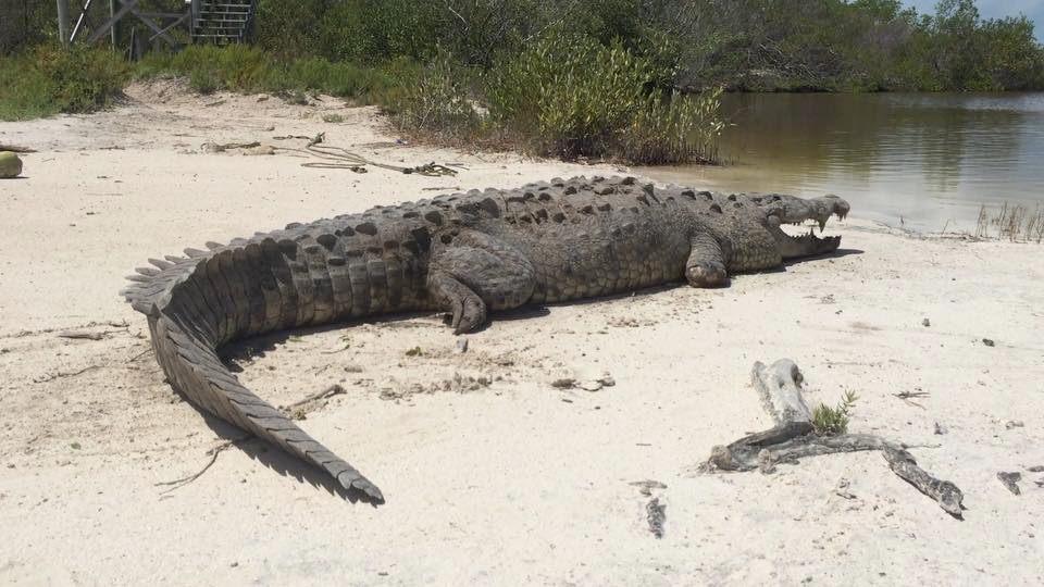 Crocodile poaching incidents increase on Ambergris Caye - The San Pedro Sun