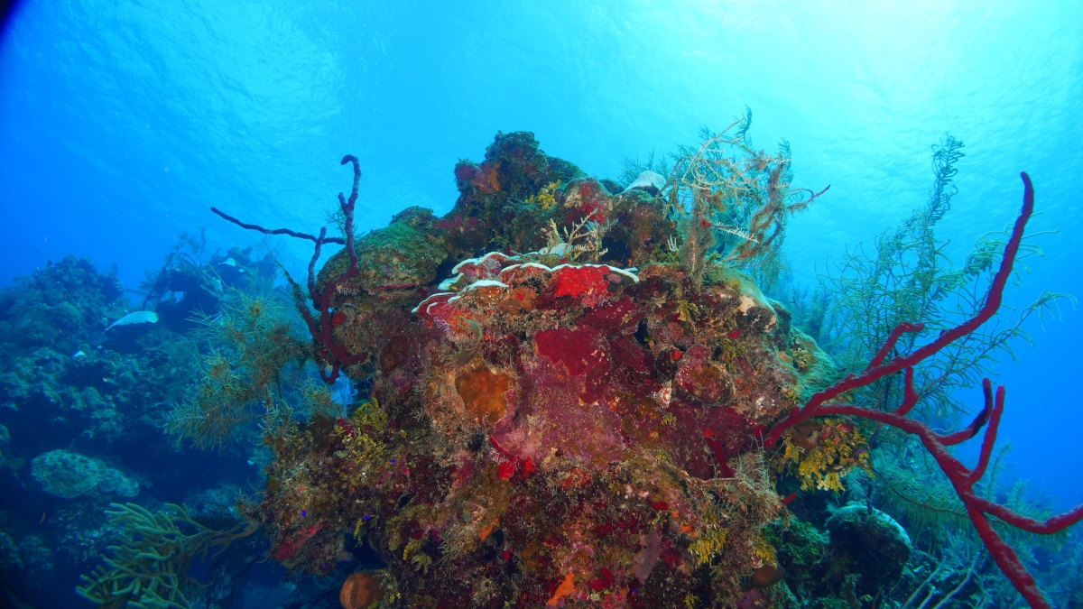 Two Years of Action: Delivering on Belize's Commitment to Ocean ...