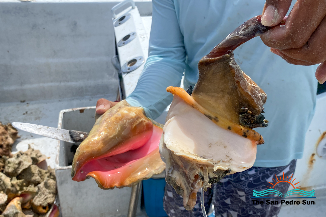 Queen Conch Season officially opens; fishers report a bountiful first ...