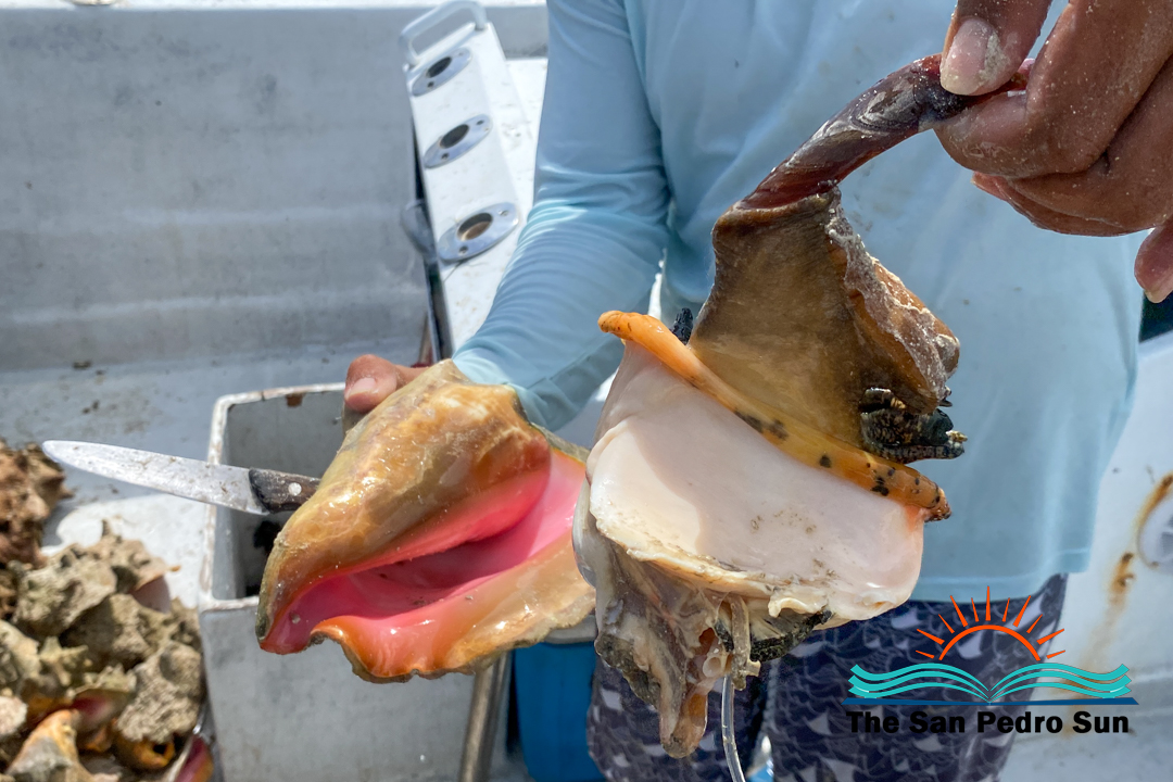 Opening of Queen Conch Fishing Season - The San Pedro Sun